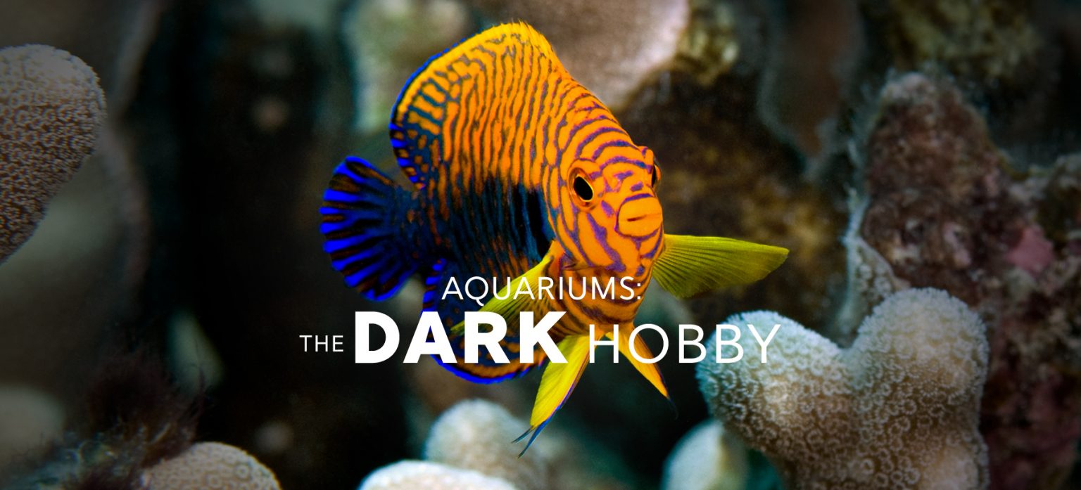 “Aquariums: The Dark Hobby,” Produced by Martin Sheen and Directed by ...